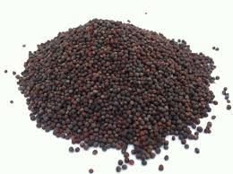 A Brief History Of The Canola Plant