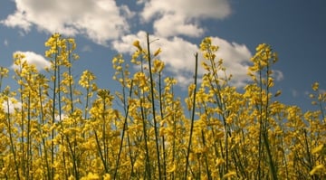 A Brief History Of The Canola Plant